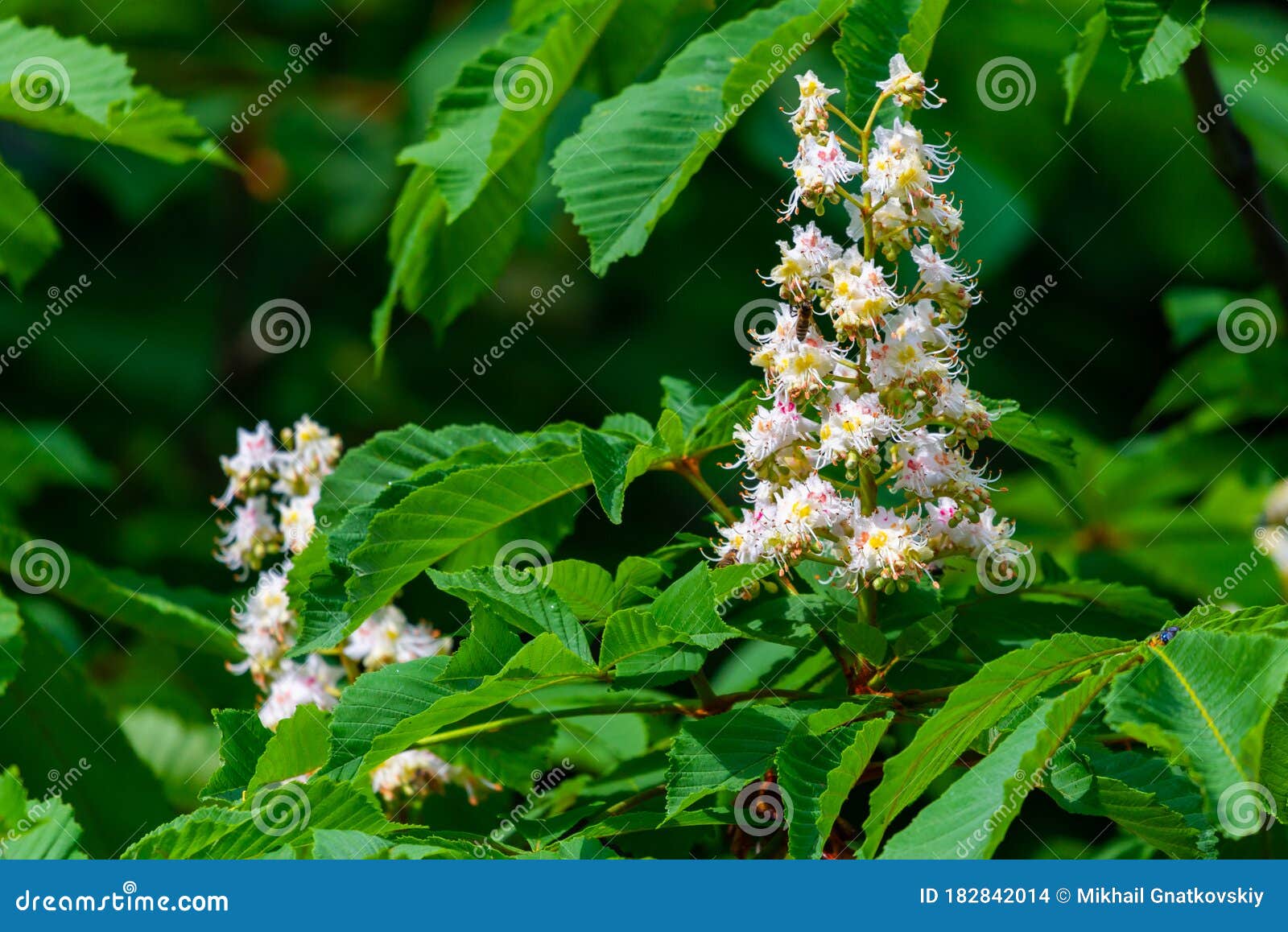 Branches of Blossoming Chestnut Tree. Spring in a City Stock Photo ...