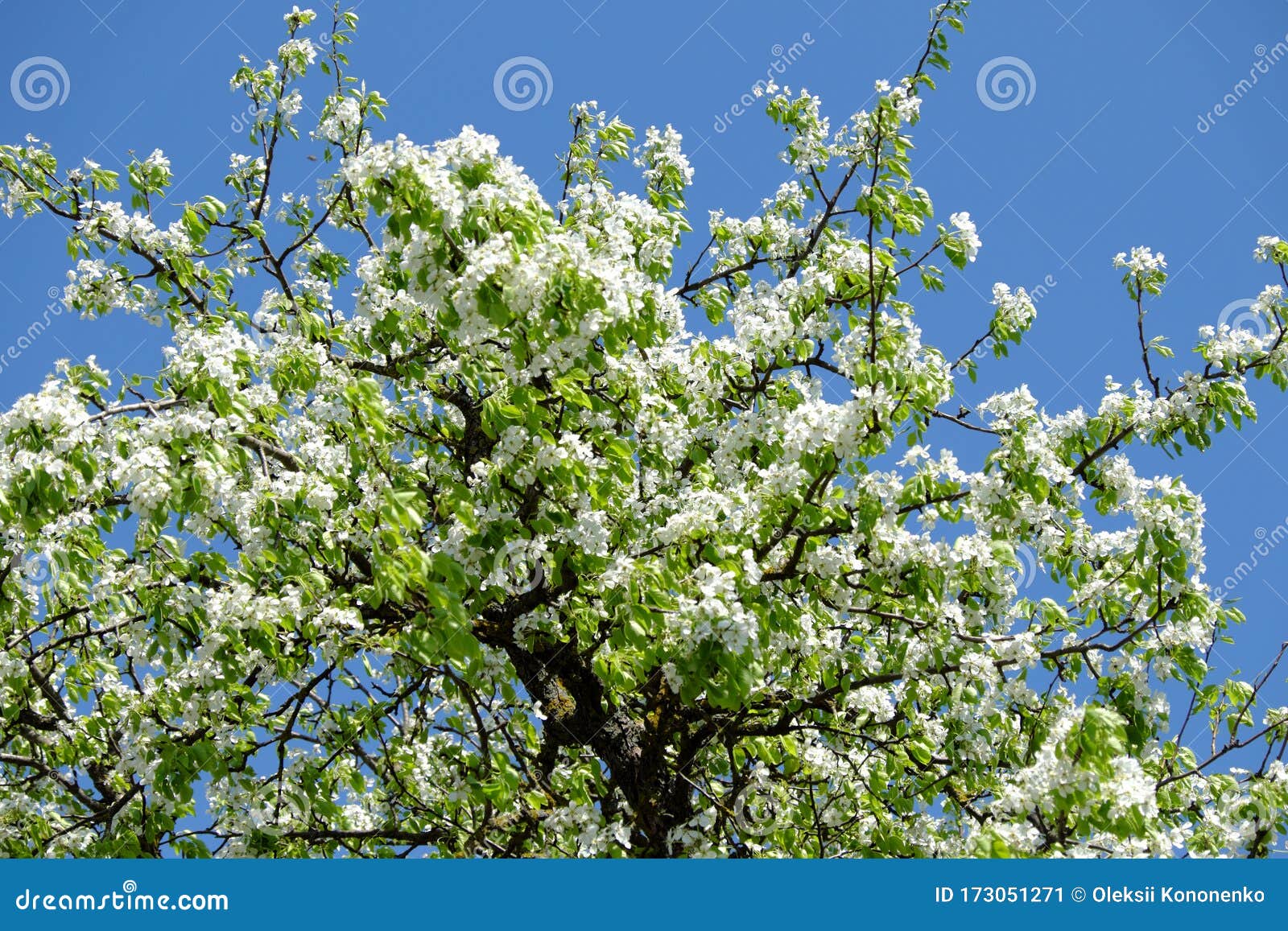Branches of a Blossoming Pear Tree on a Background of Clear Blue Sky ...