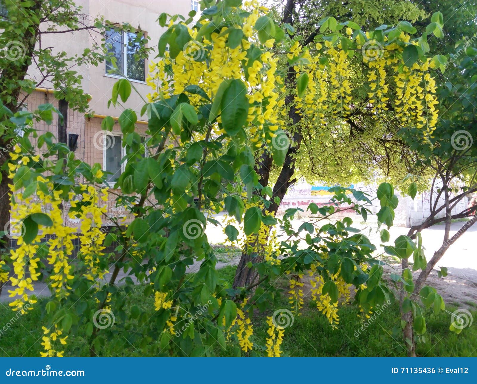 Branches of a Blossoming Spring Tree with Small Yellow Flowers Stock ...