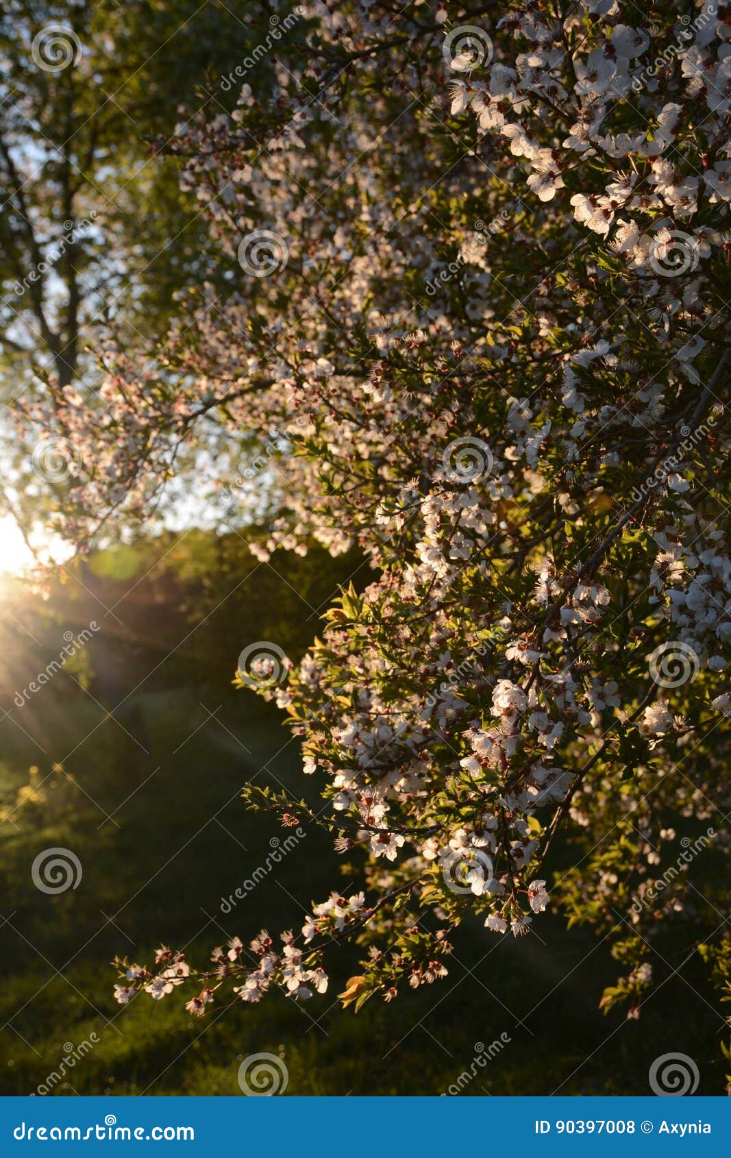 Branches of a Blossoming Tree in the Sunlight Stock Photo - Image of ...