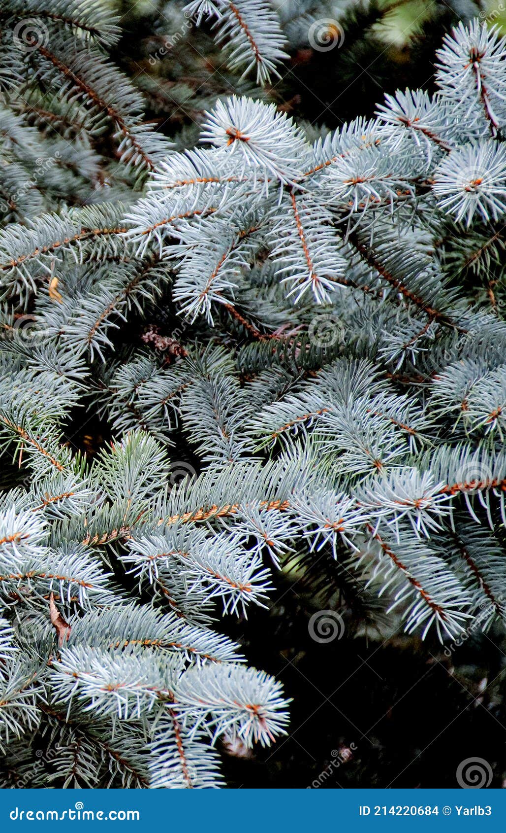 Branches of Blue Spruce, Background for the Mobile Phone Workspace ...