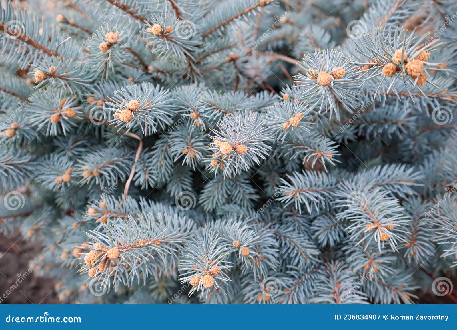 Branches of a Blue Spruce in Close-up Stock Image - Image of cone ...