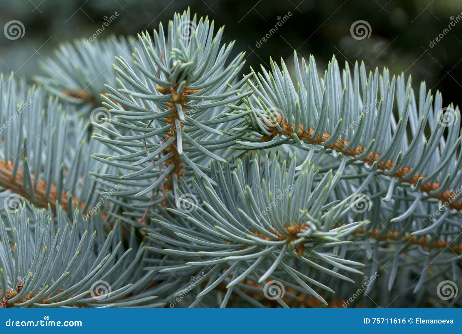 Branches of Blue Spruce in Large, Close-up Stock Photo - Image of ...