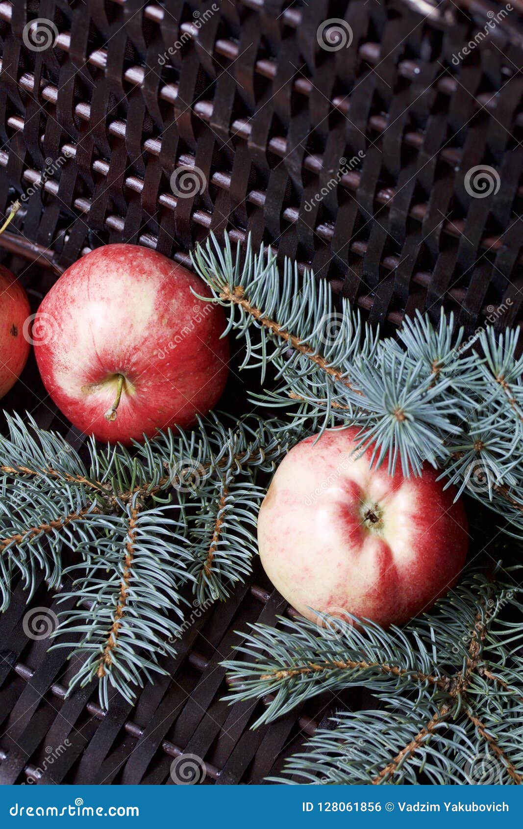 Branches of Blue Spruce and Ripe Fragrant Apples. Against the ...