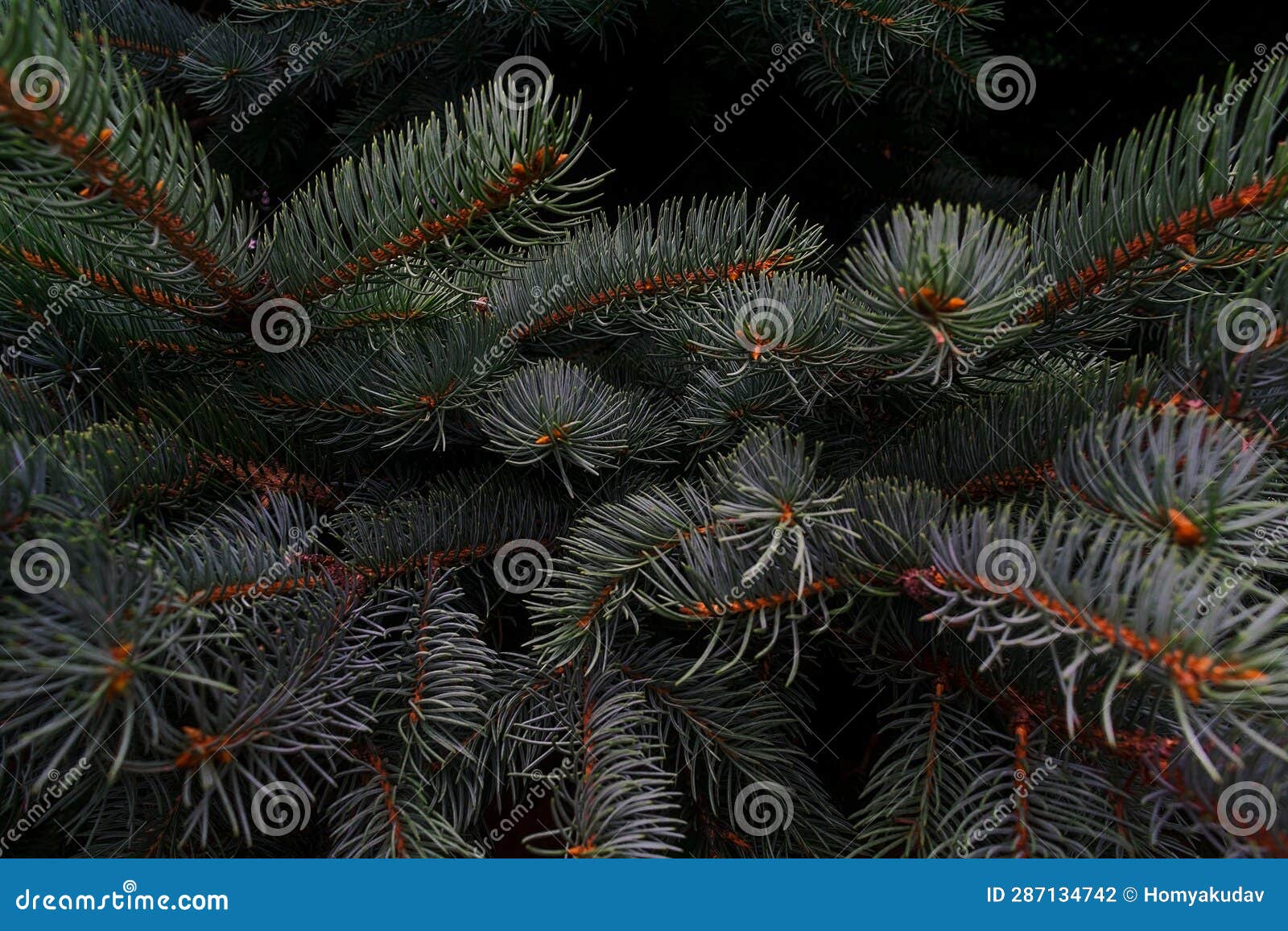 Branches of a Blue Spruce in the Shade. Stock Photo - Image of leaf ...