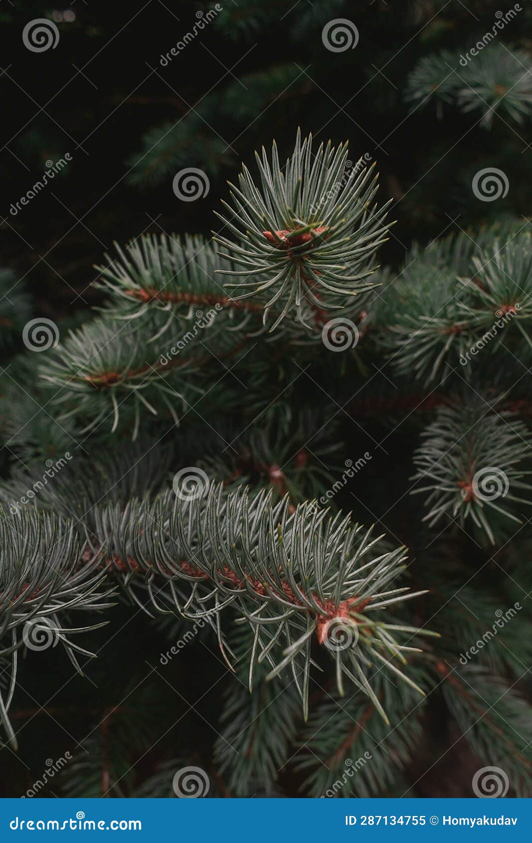 Branches of a Blue Spruce in the Shade. Stock Image - Image of plant ...