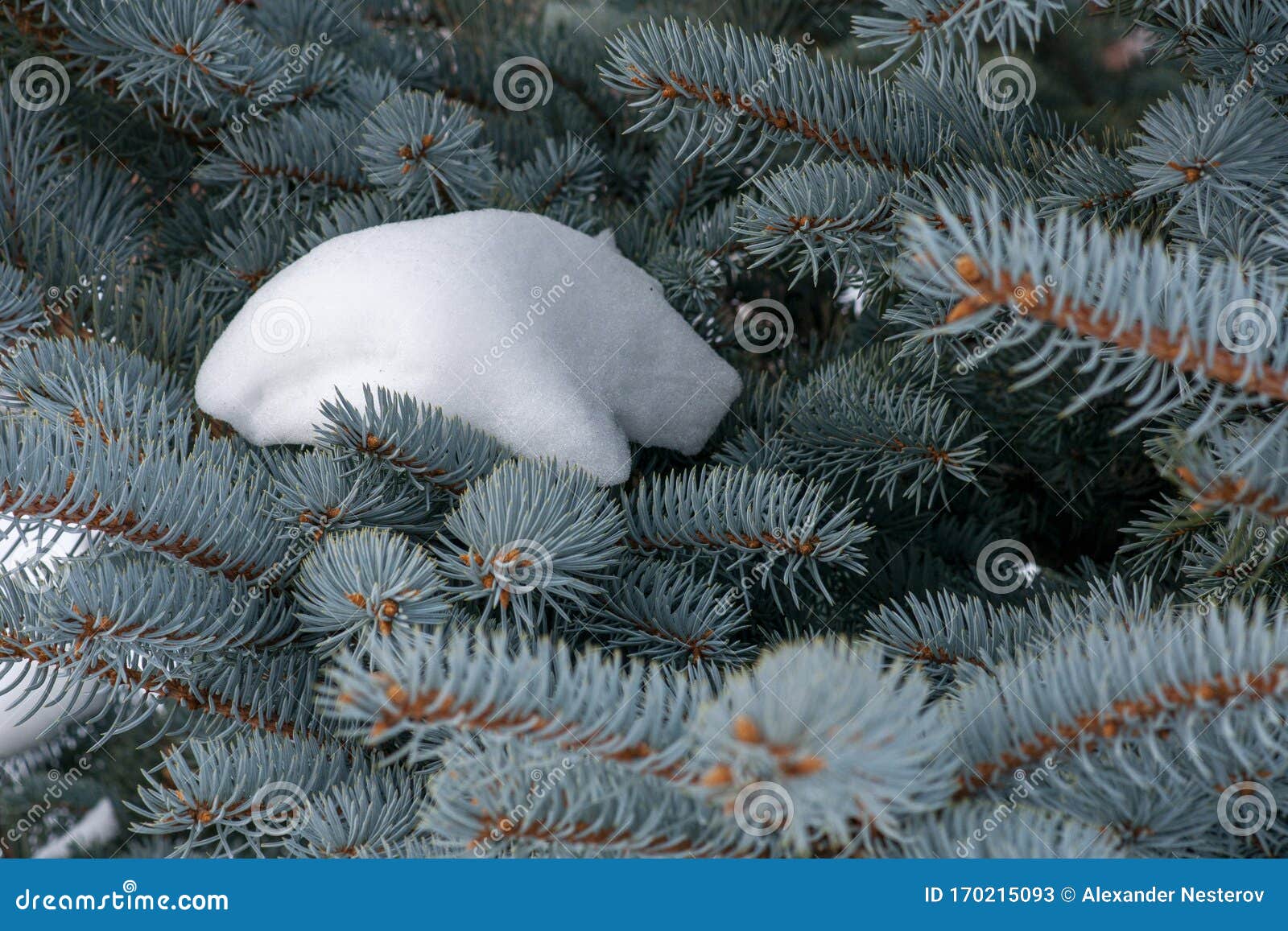 Branches of Blue Spruce in the Snow Stock Image - Image of frost ...