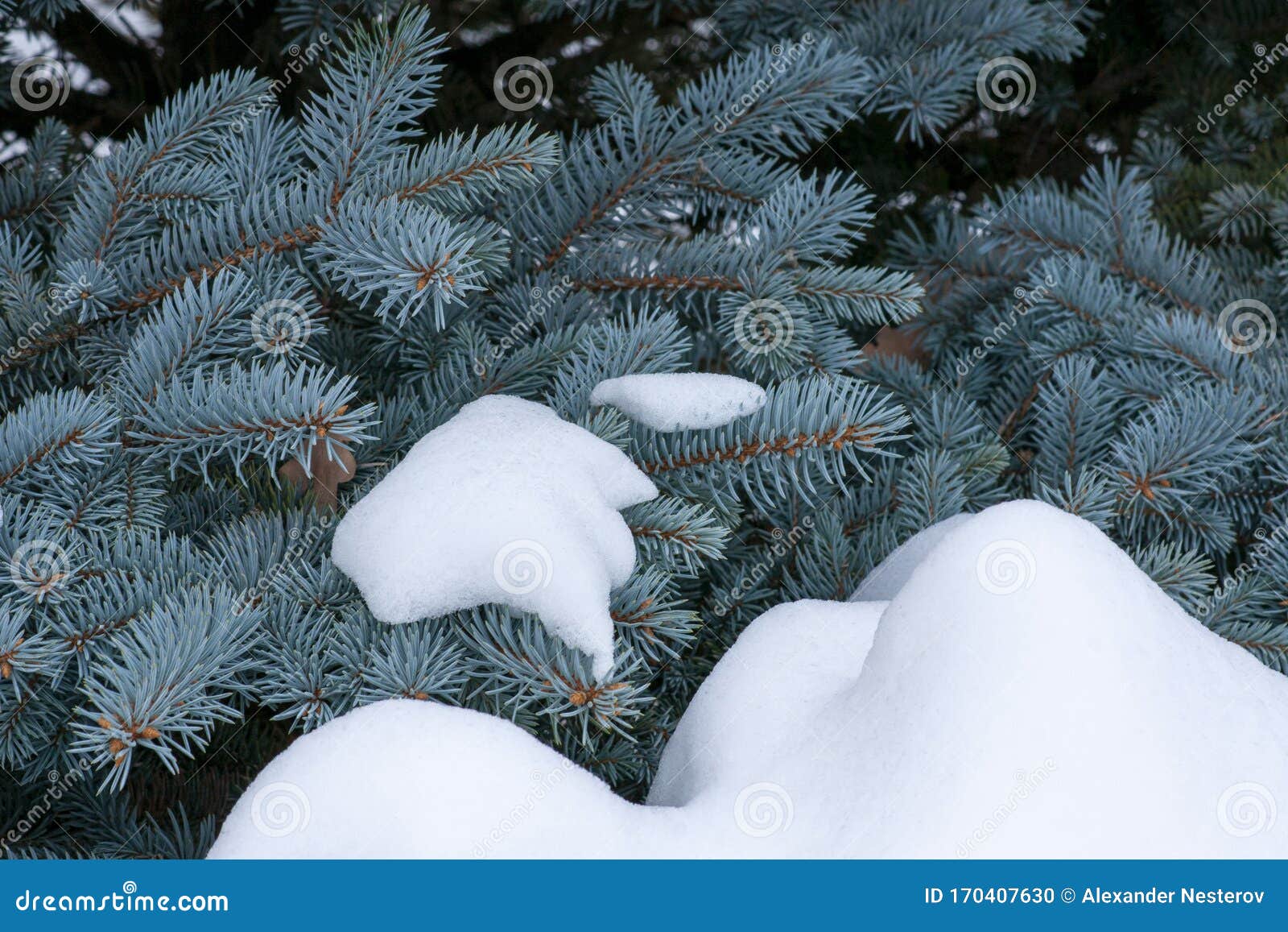 Branches of Blue Spruce in the Snow Stock Photo - Image of nature, lush ...