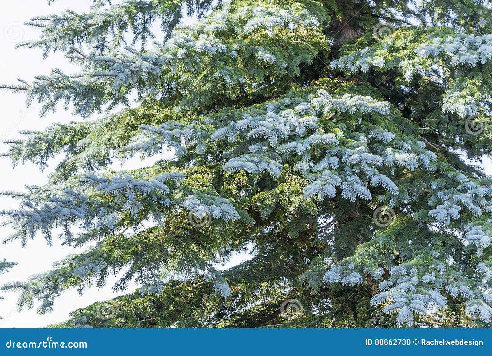 Branches of a Blue Spruce Tree Against a Brightly Lit Sky Stock Photo ...