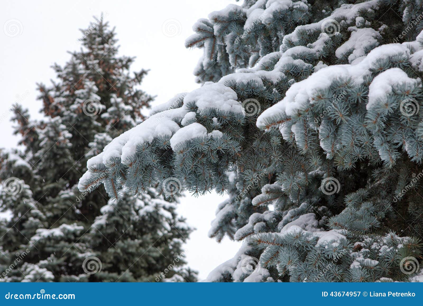 Branches of a Blue Spruce Under Snow Stock Image - Image of frost ...