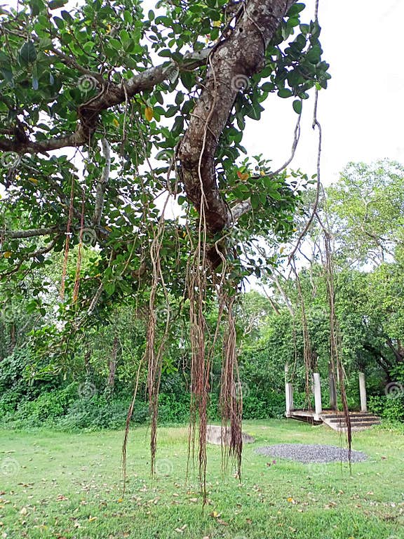 The Branches of the Bot Tree Have Fallen Stock Photo - Image of green ...