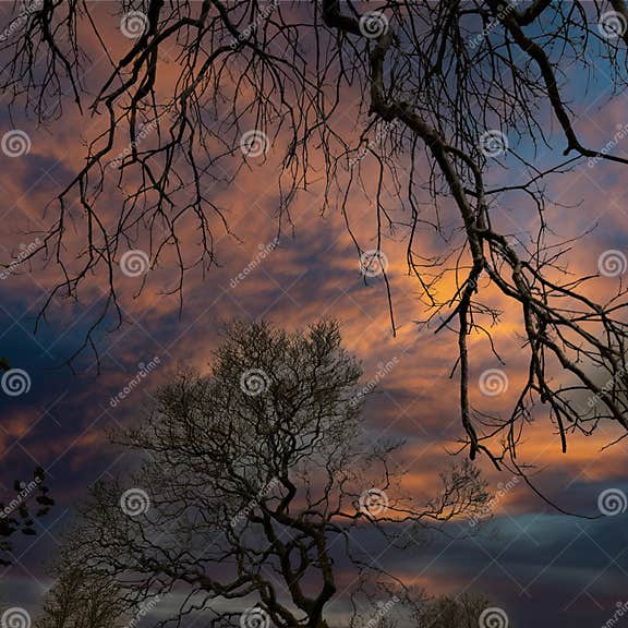 Two Eerie Trees at Sunset. stock image. Image of spooky - 245501561