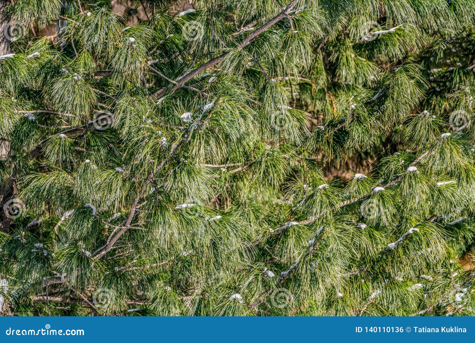 The Branches with Bright Green Needles of a Young Beautiful Cedar Tree ...