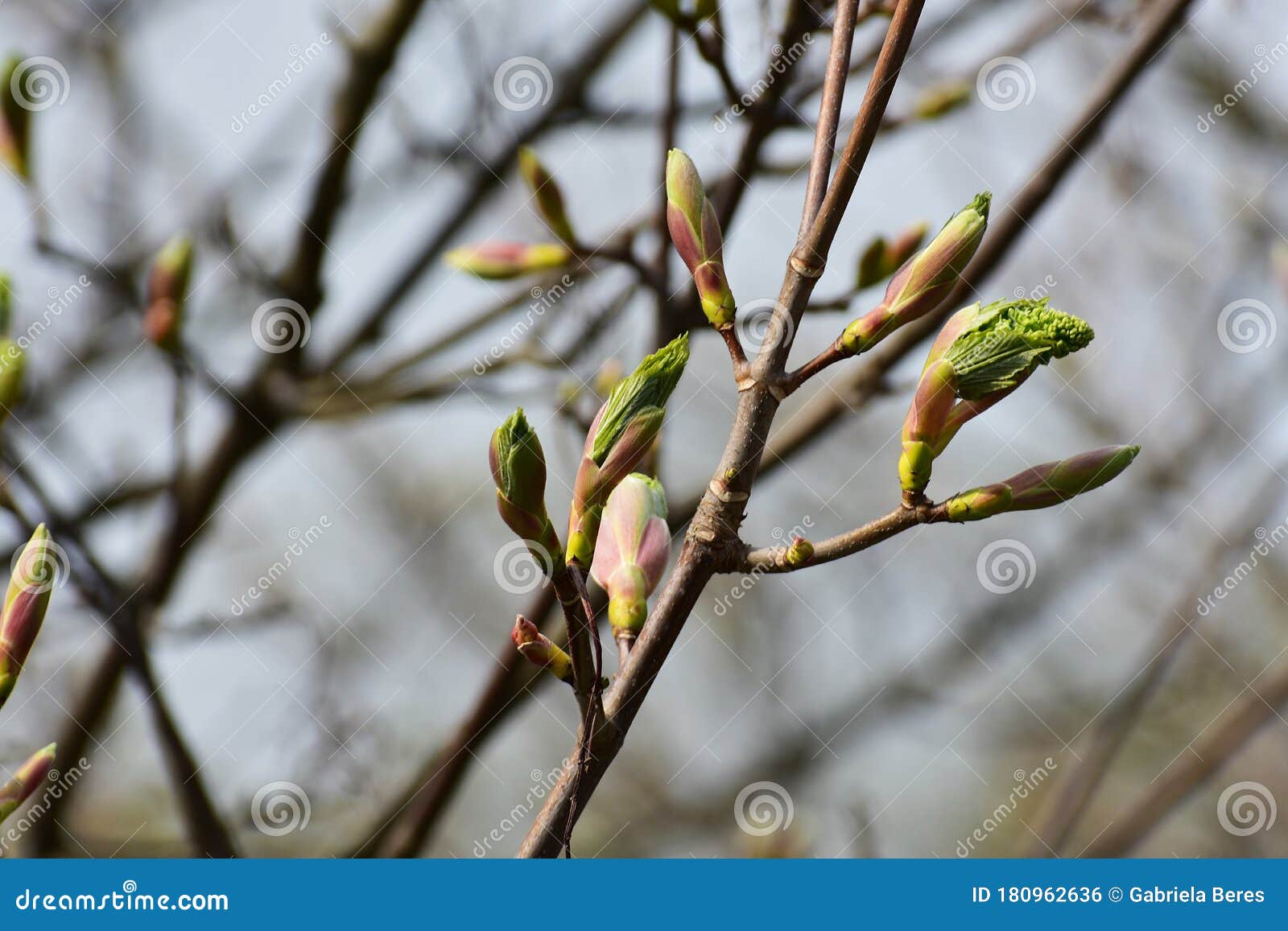 Branches with Buds of Acer Pseudoplatanus Tree. Stock Photo - Image of ...