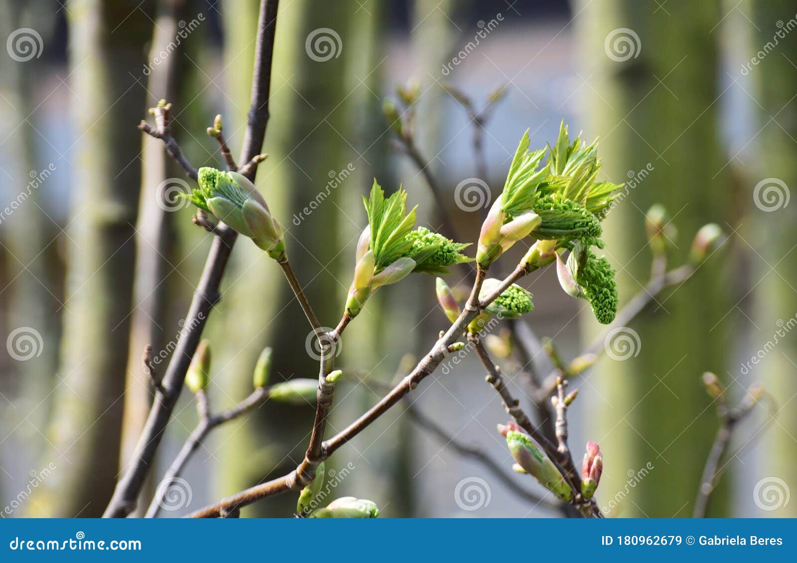 Branches with Buds of Acer Pseudoplatanus Tree. Stock Image - Image of ...