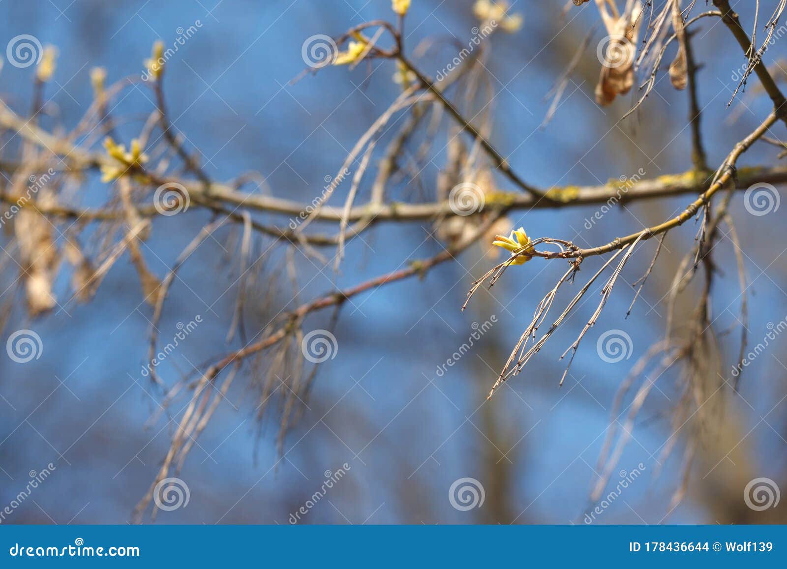 The Branches with the Buds in Spring Stock Photo - Image of natural ...