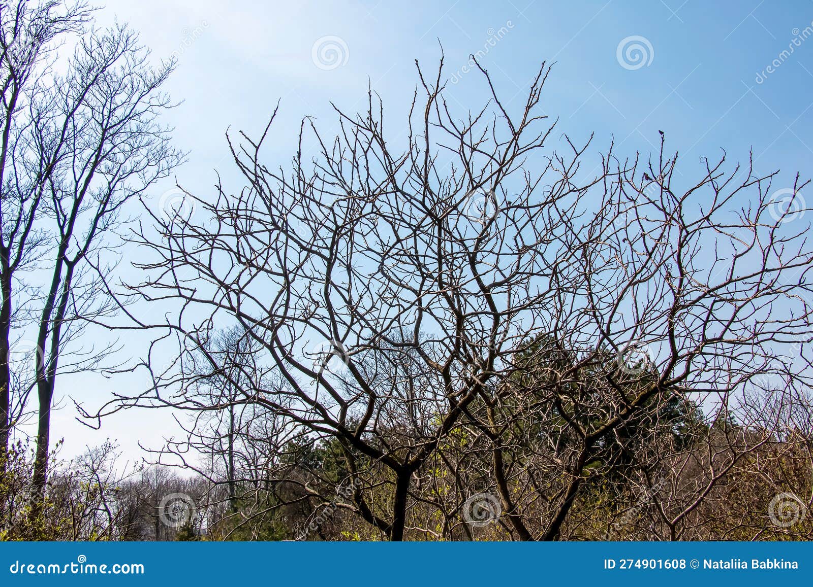 Branches with Buds of Staghorn Sumac in Early Spring in the Garden ...
