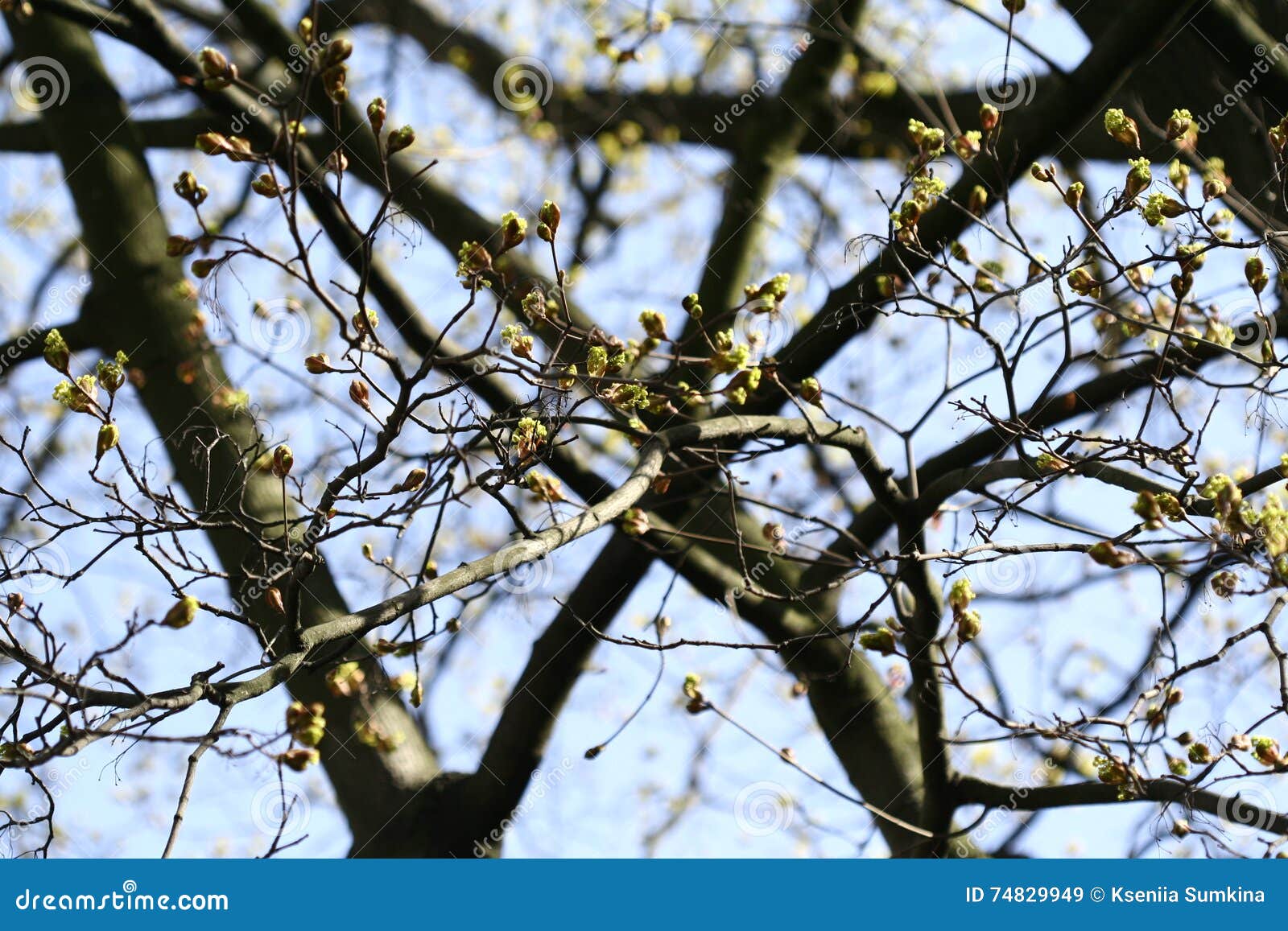 Branches with Buds. Tree Background. Stock Image - Image of bright ...