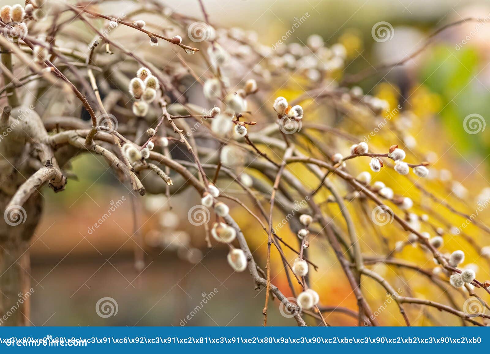 Branches with Buds on a Tree in a Blooming Spring Garden. Yellow Stock ...