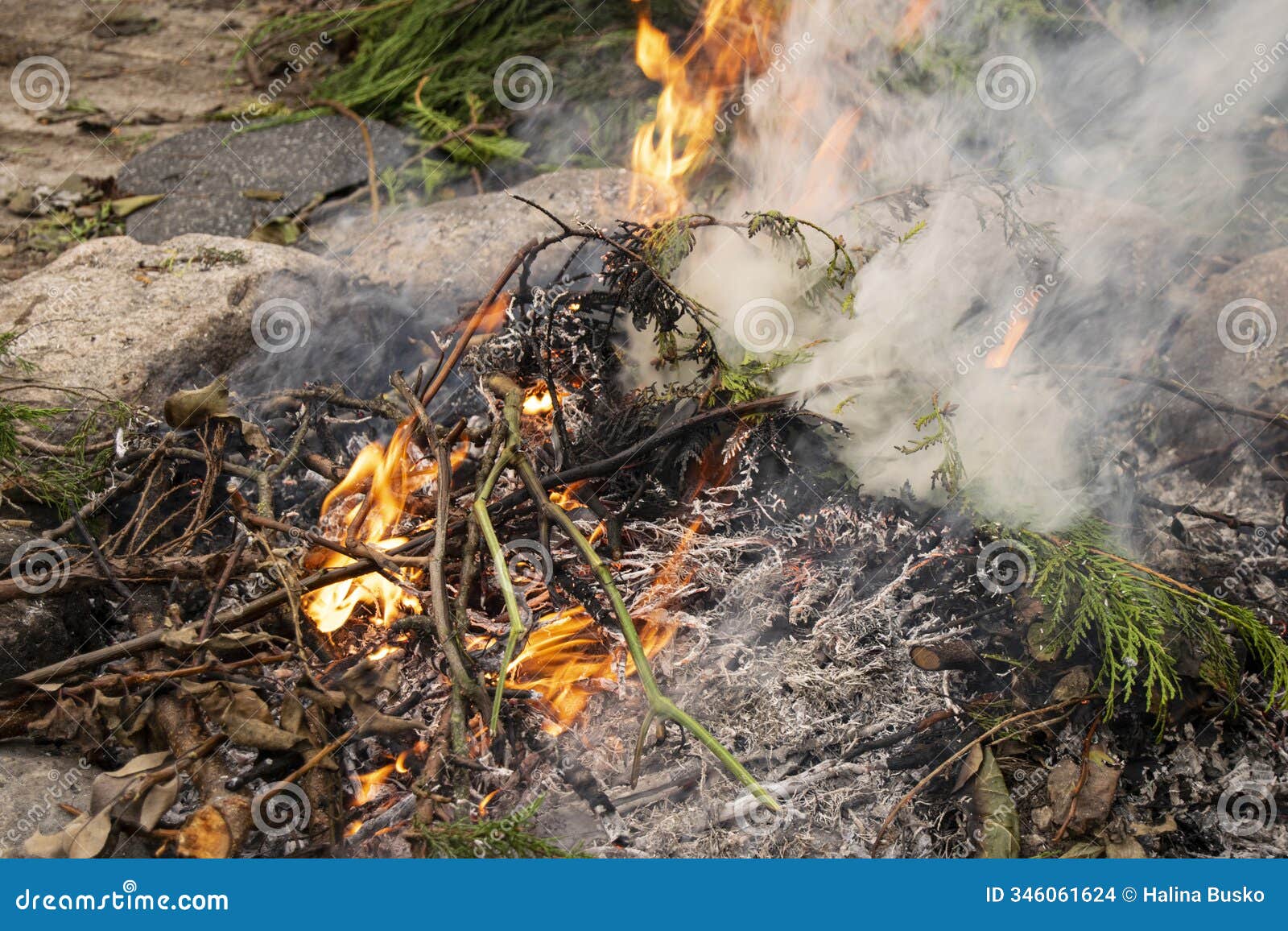Branches Burn in Flames. Lots of Smoke and Ash Stock Photo - Image of ...