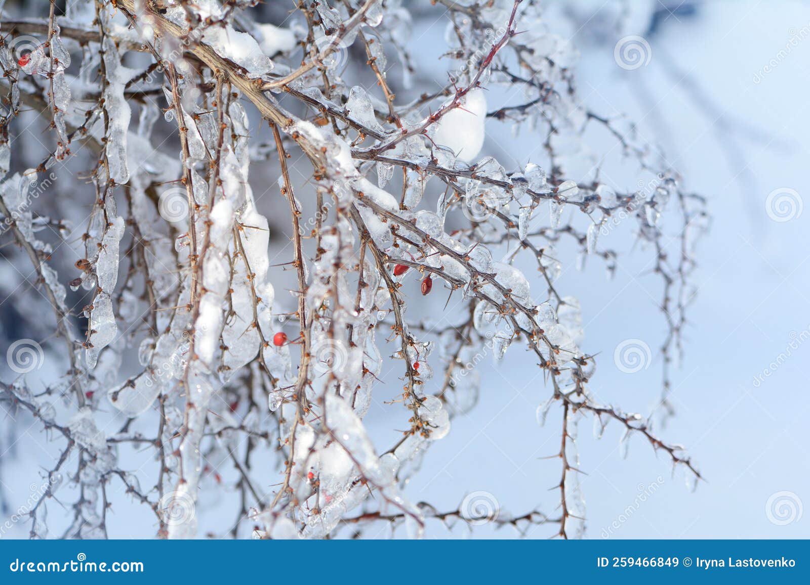 The Branches of the Bush are Covered with Ice, Icing. Frost after Thaw ...