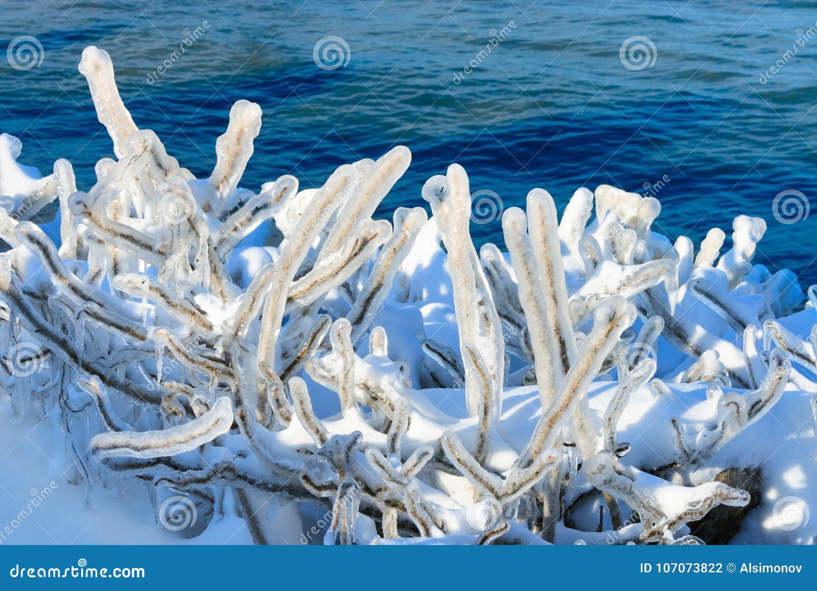 Branches of a Bush Covered with Ice. Ice Storm. Stock Photo - Image of ...