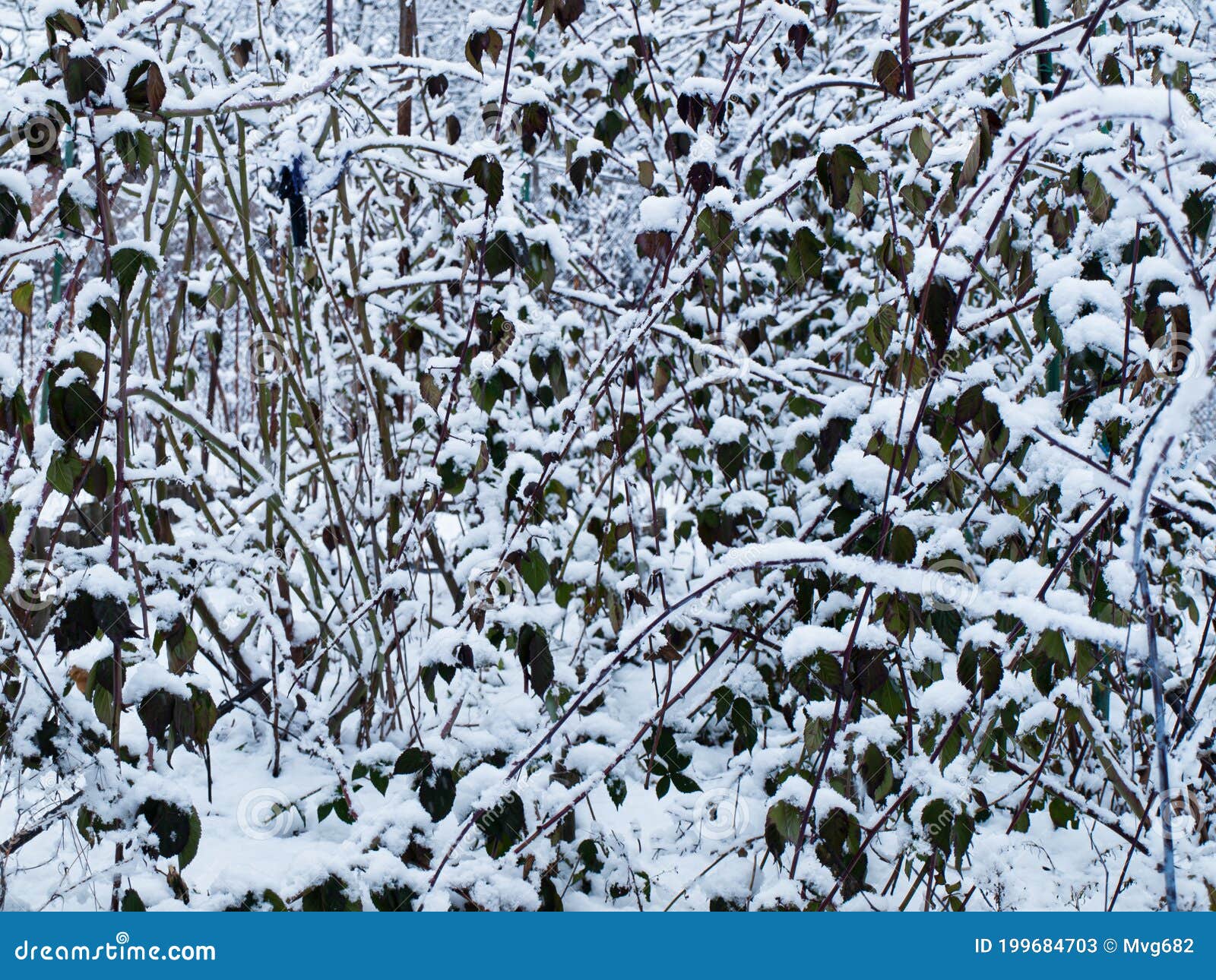 Branches of a Bush Covered with Snow in Winter Forest Background Stock ...