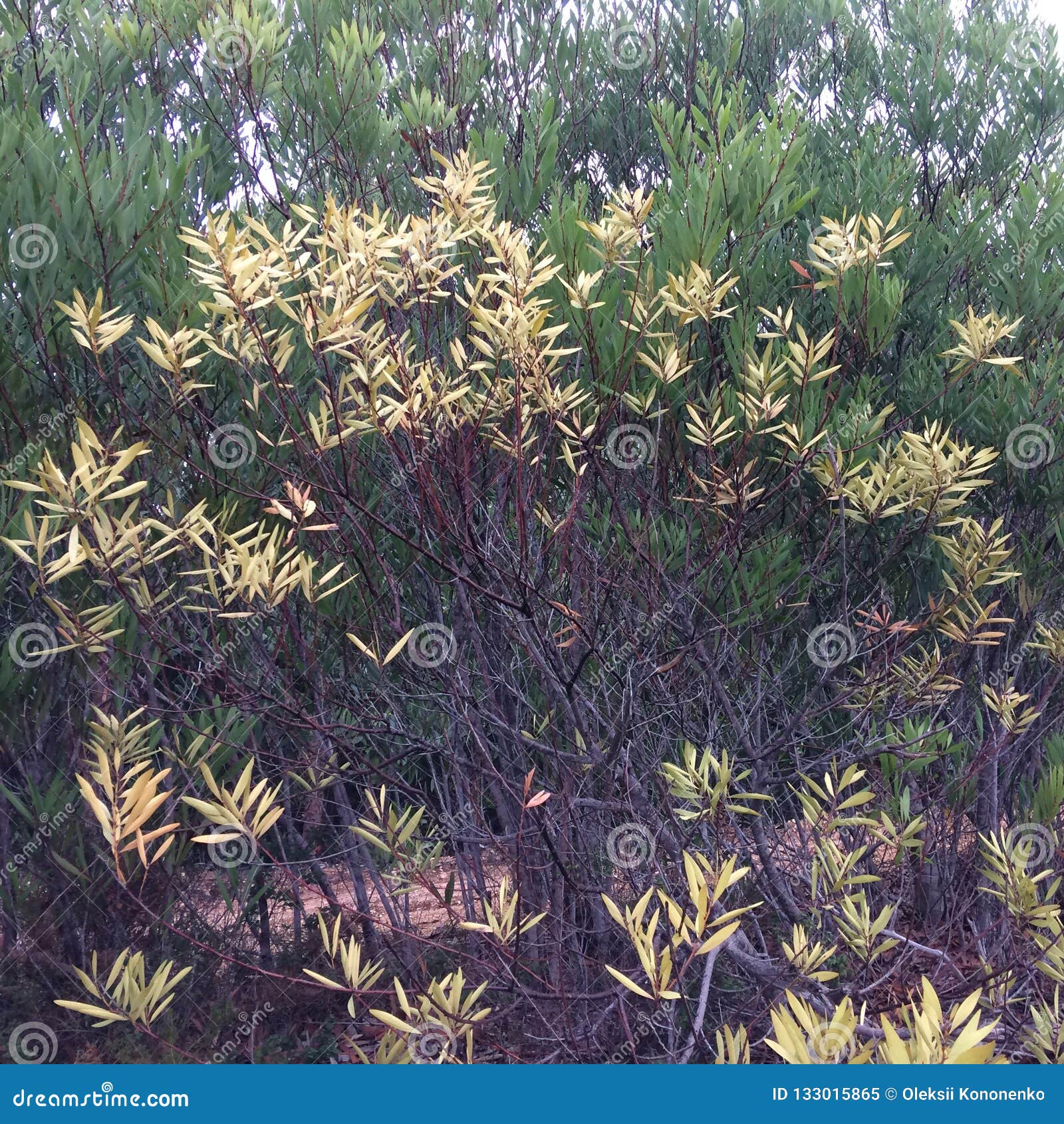 Branches of a bush stock image. Image of thickets, natural - 133015865