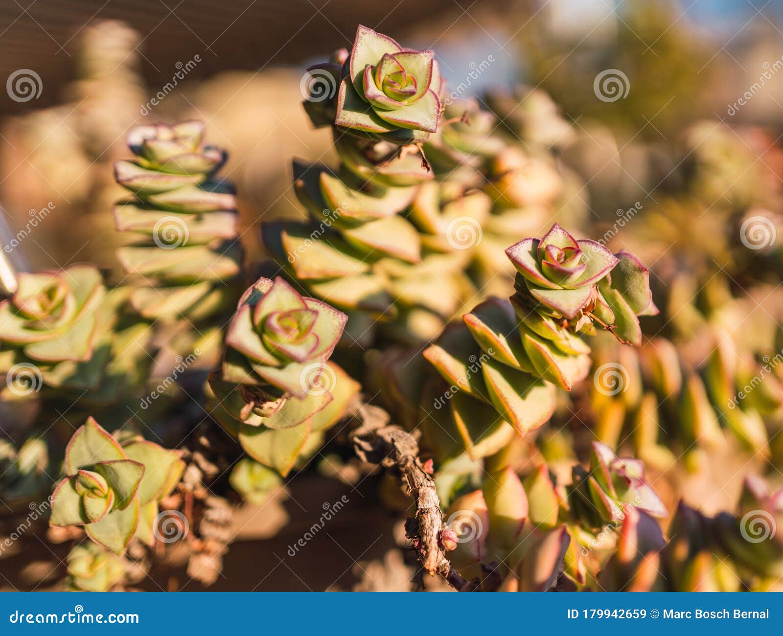 Branches of a Cactus Growing in a Garden Stock Image - Image of cactus ...