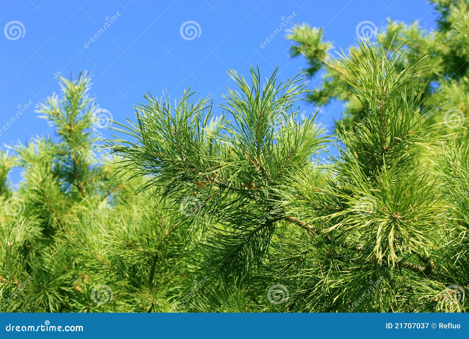 Branches of cedar stock image. Image of cedrus, plant - 21707037