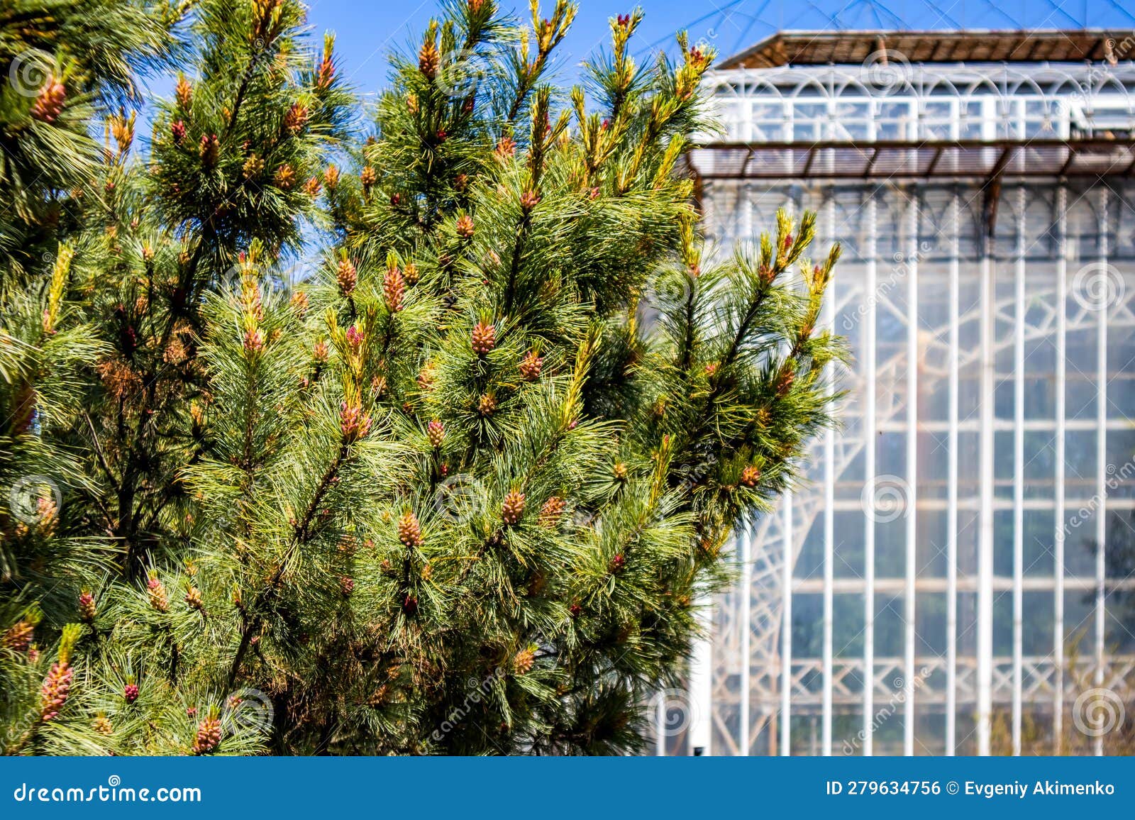 Branches of Cedar Pine Close-up Stock Photo - Image of cedar, branches ...
