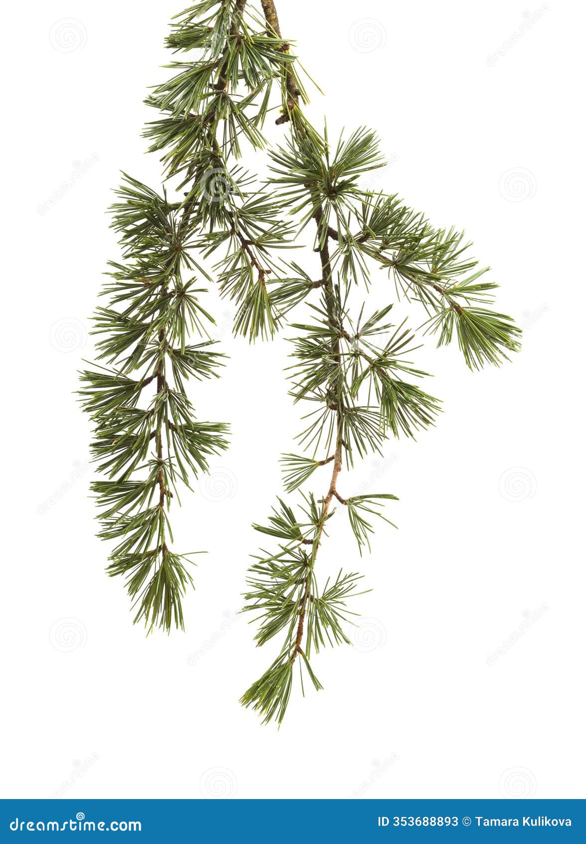 Branches of Cedrus Libani, Commonly Known As Cedar of Lebanon Stock ...