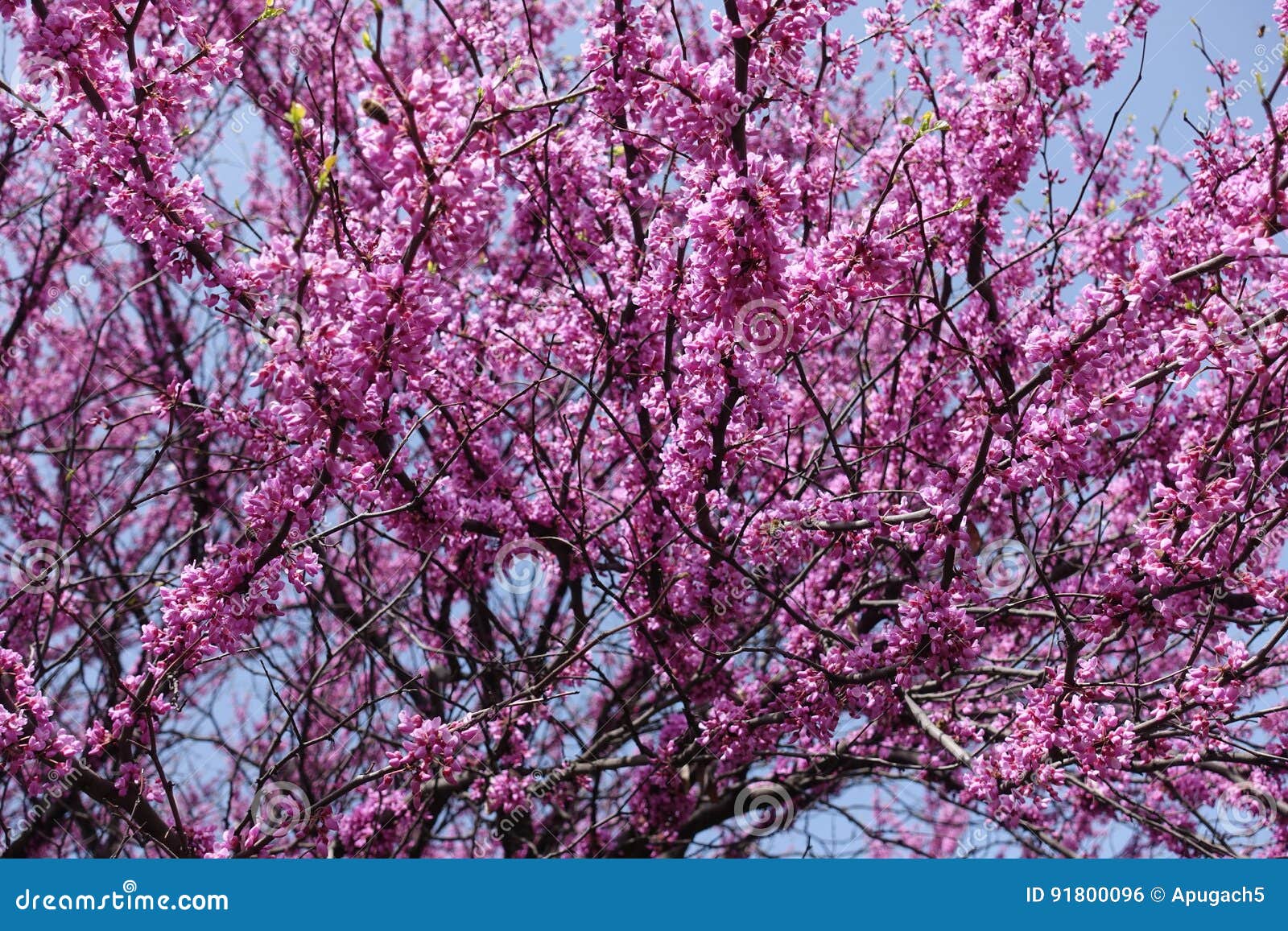 Branches of Cercis Canadensis in Full Bloom Stock Photo - Image of ...