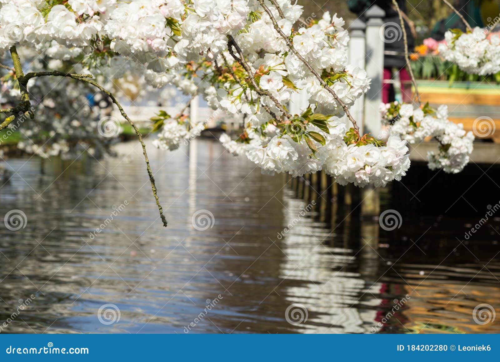 Branches with Cherry Blossom Hanging Over a Brook in the Spring Stock ...