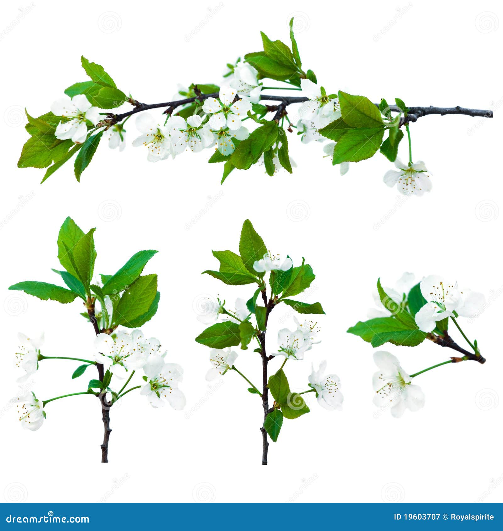 Branches of cherry-tree stock image. Image of flora, summer - 19603707