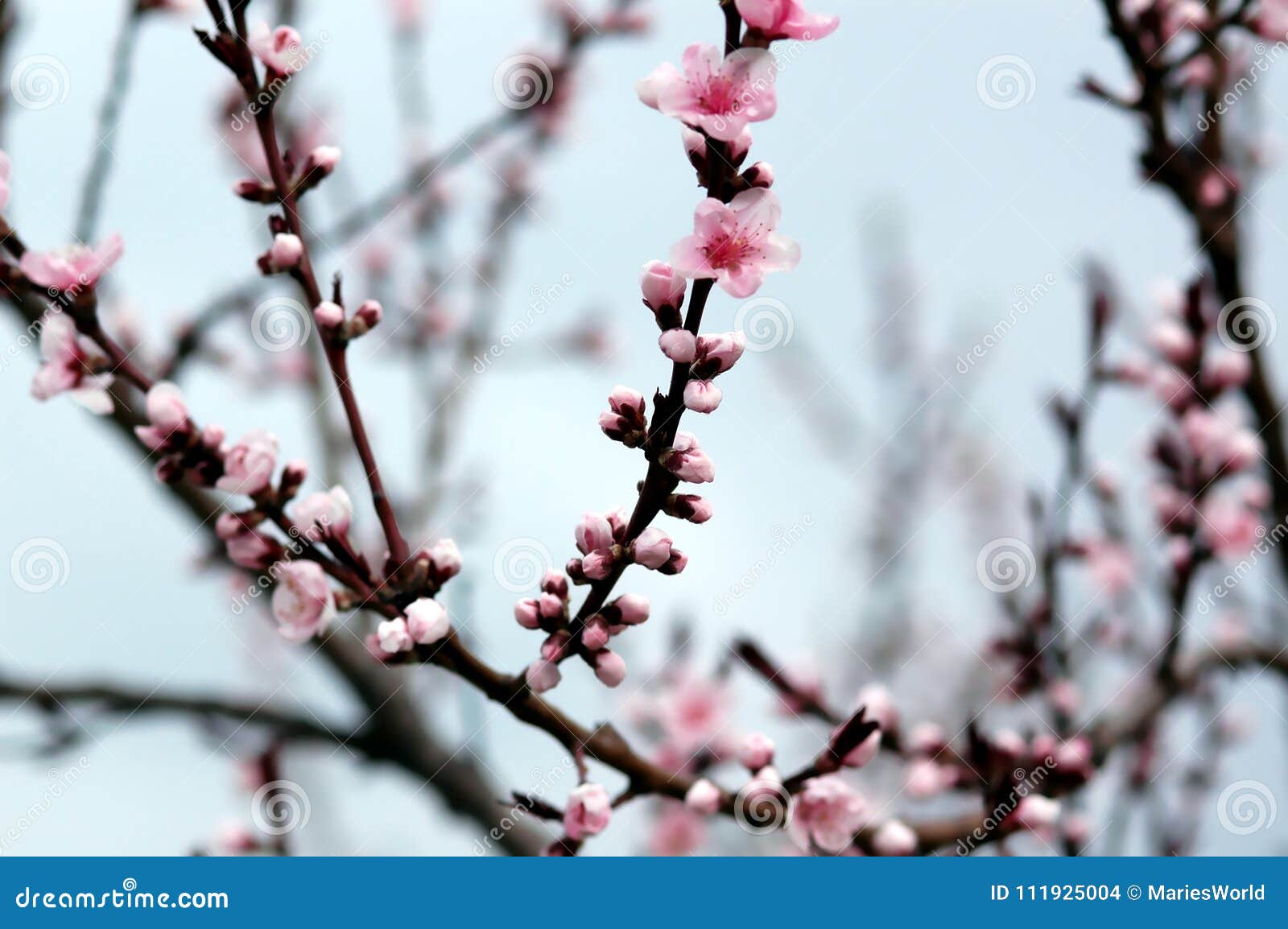 Branches of Cherry Tree with Lush Pink Buds and Blossoms Stock Photo ...