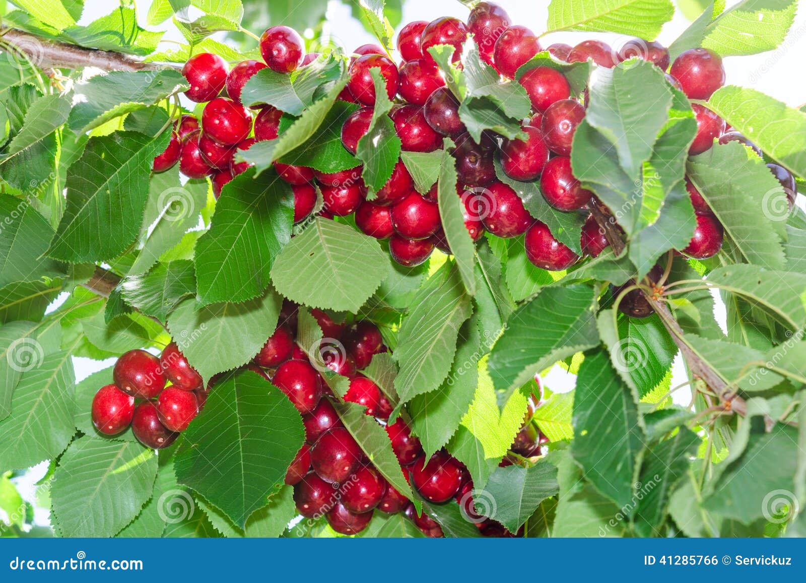 Branches of Cherry Tree with Ripe Red Berries Fruits Stock Photo ...