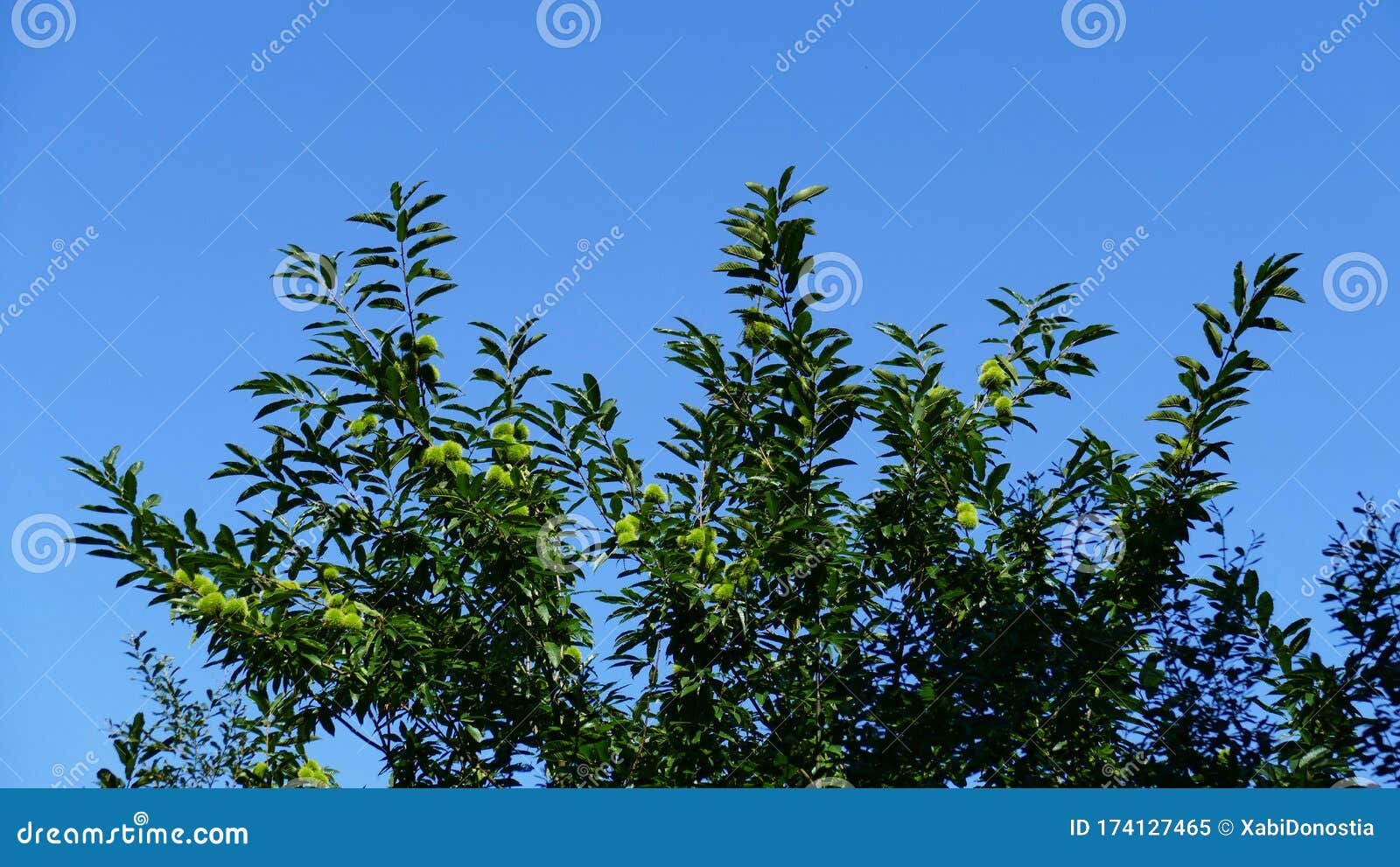 Branches of a Chestnut Tree with Fruits in the Bush Stock Image - Image ...
