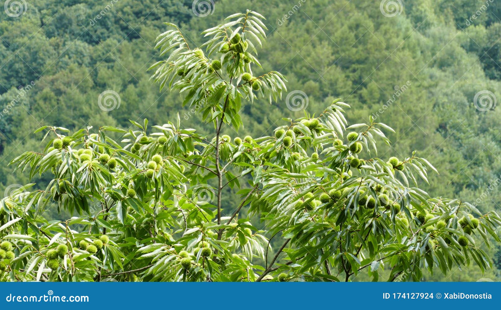 Branches of a Chestnut Tree with Fruits in the Bush Stock Photo - Image ...