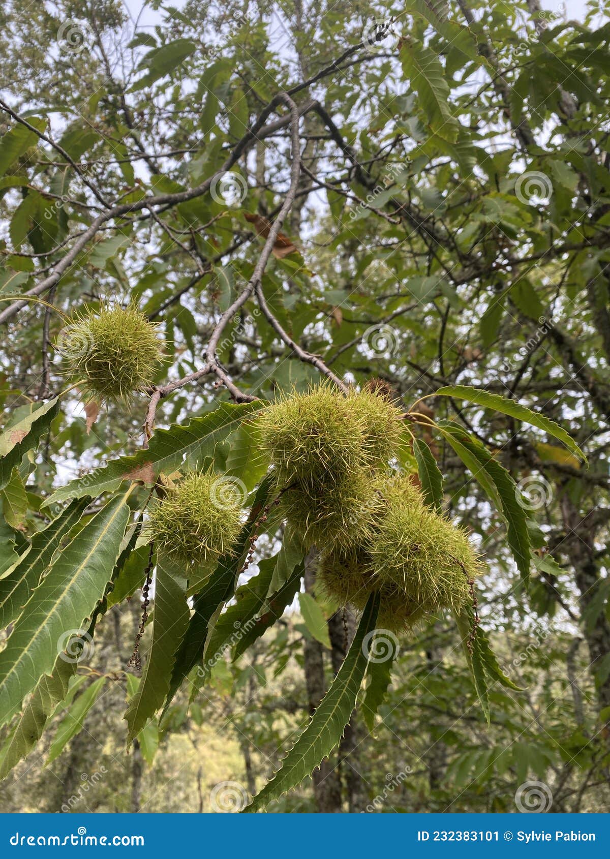 Branches of a Chestnut Tree Loaded with Chestnuts. Stock Image - Image ...