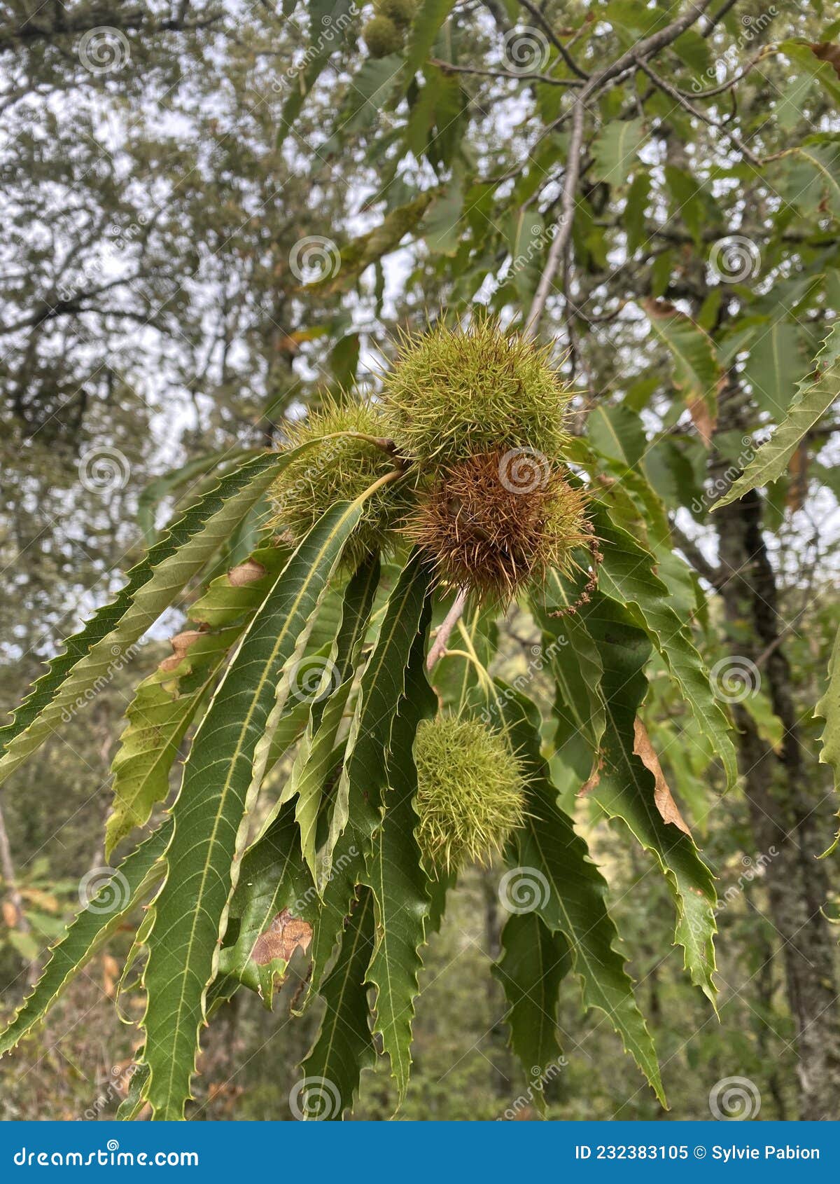 Branches of a Chestnut Tree Loaded with Chestnuts. Stock Image - Image ...