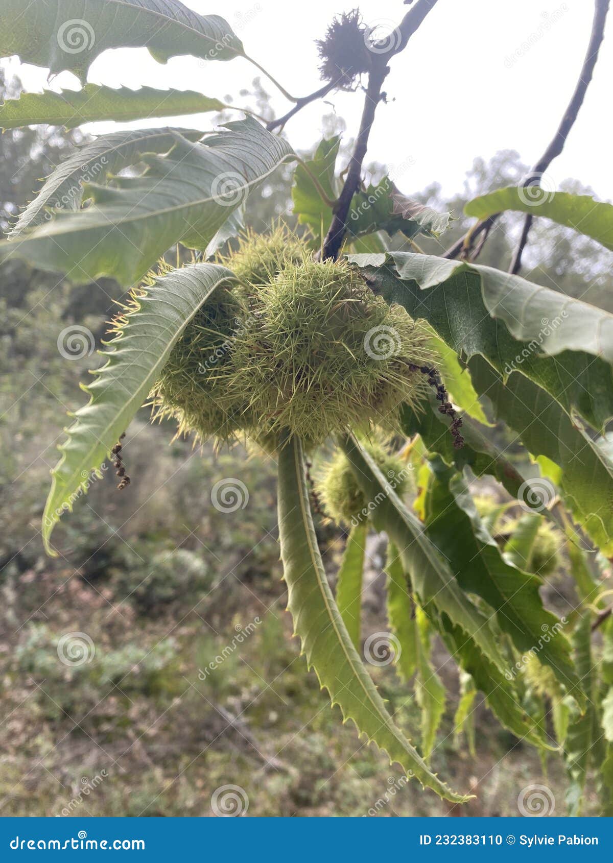 Branches of a Chestnut Tree Loaded with Chestnuts. Stock Photo - Image ...
