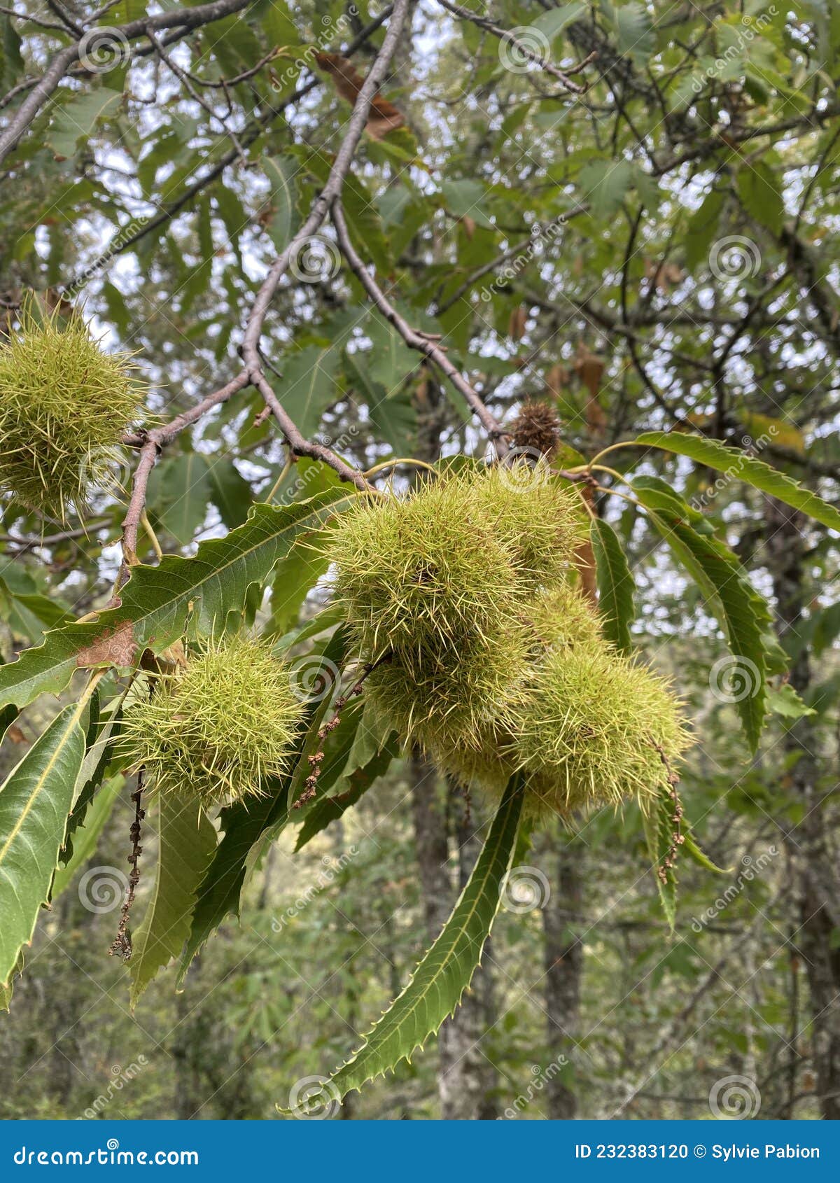 Branches of a Chestnut Tree Loaded with Chestnuts. Stock Photo - Image ...