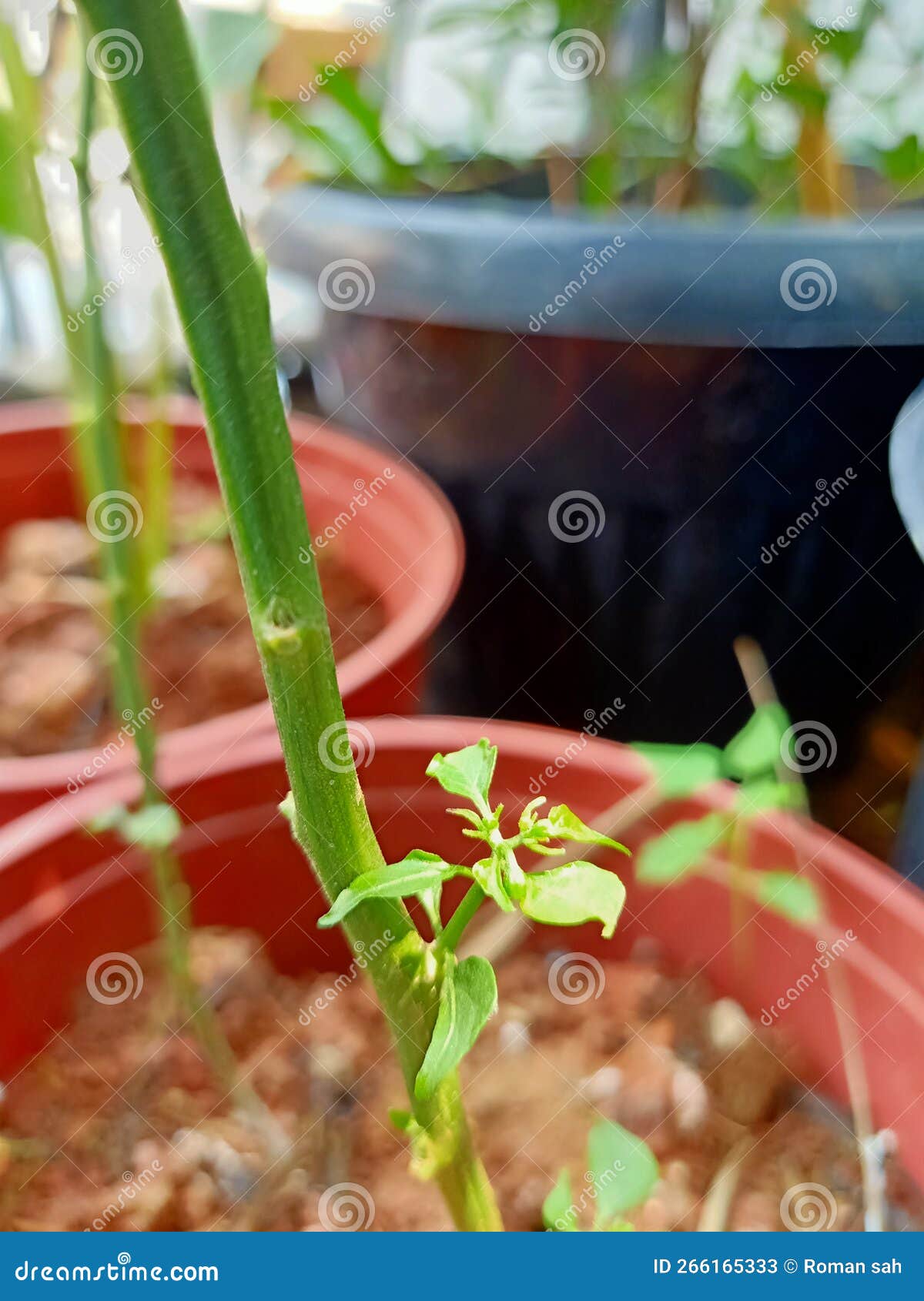 The Branches of the Chili Vegetable Tree Stock Image - Image of ...