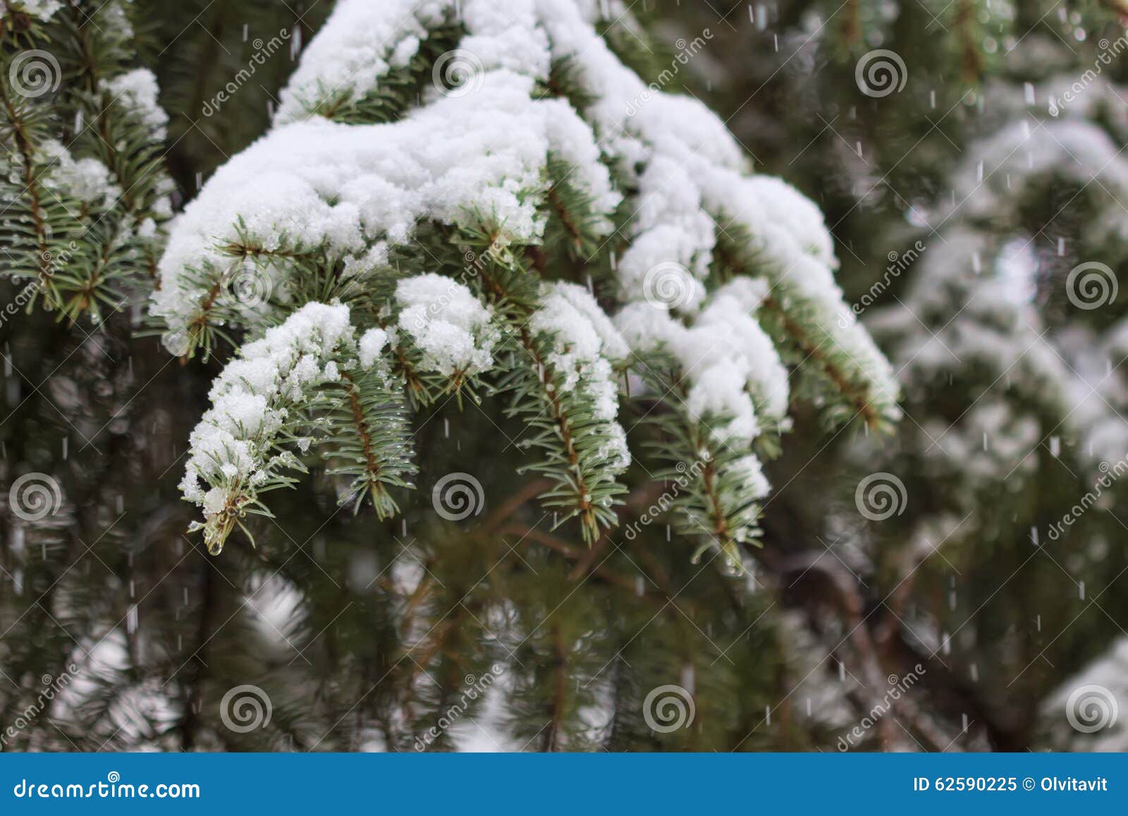 Branches of a Christmas Tree with Falling Snow Stock Image - Image of ...