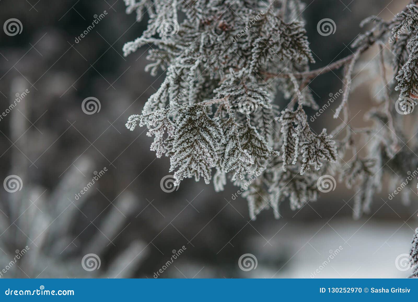 The Branches of a Christmas Tree in the Snow Stock Photo - Image of ...