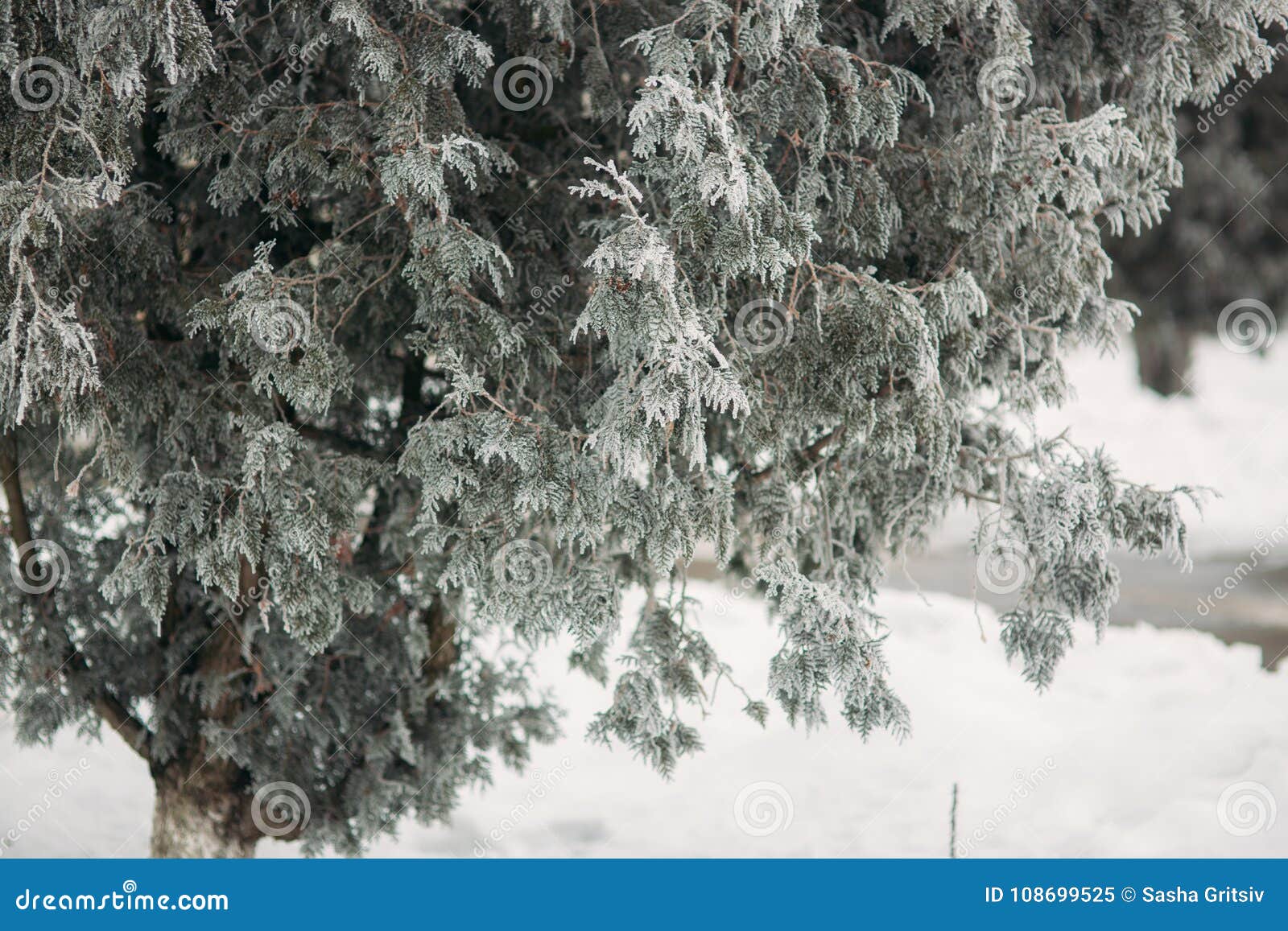 The Branches of a Christmas Tree in the Snow Stock Image - Image of ...