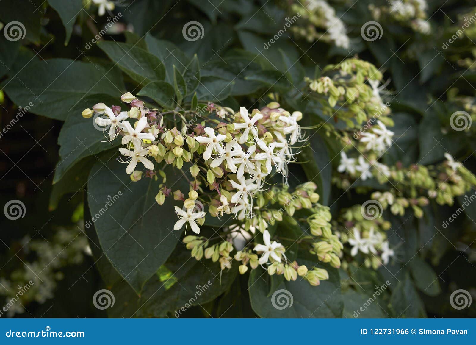 Branches of Clerodendrum Trichotomum Stock Photo - Image of ornamental ...