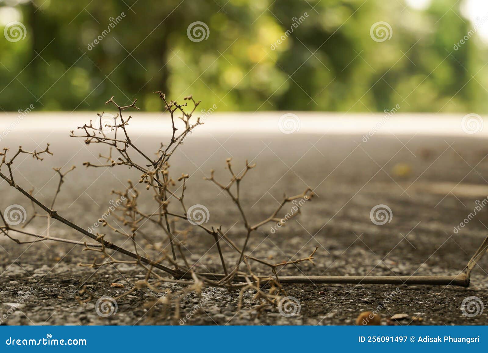 Branches Close Up on the Road. Stock Image - Image of season ...