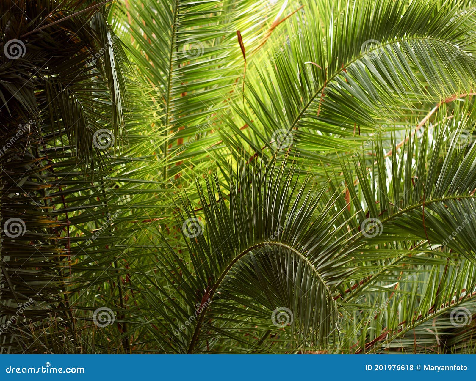 Branches of a Coconut Tree, Top View Stock Photo - Image of nature ...